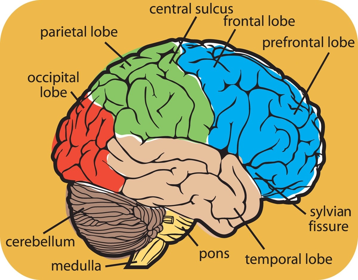 Brain Teasers Spot The Difference SharpBrains